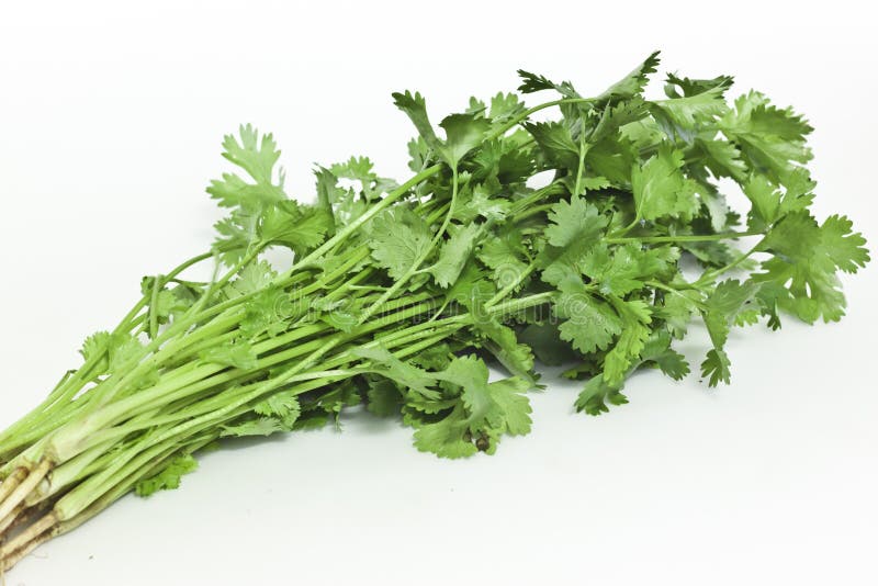 Fresh parsley stock photo. Image of branch, coriander - 34695390