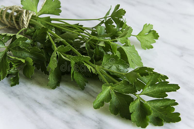 Fresh Parsley on a White Stone Background Stock Photo - Image of aroma ...