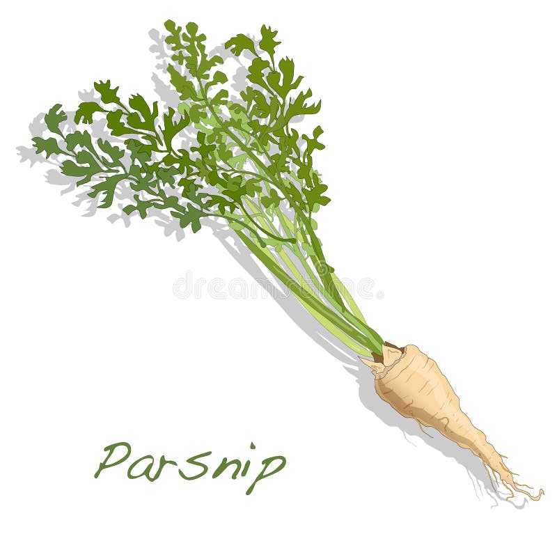 Fresh Parsnip Stock Illustrations – 807 Fresh Parsnip Stock ...