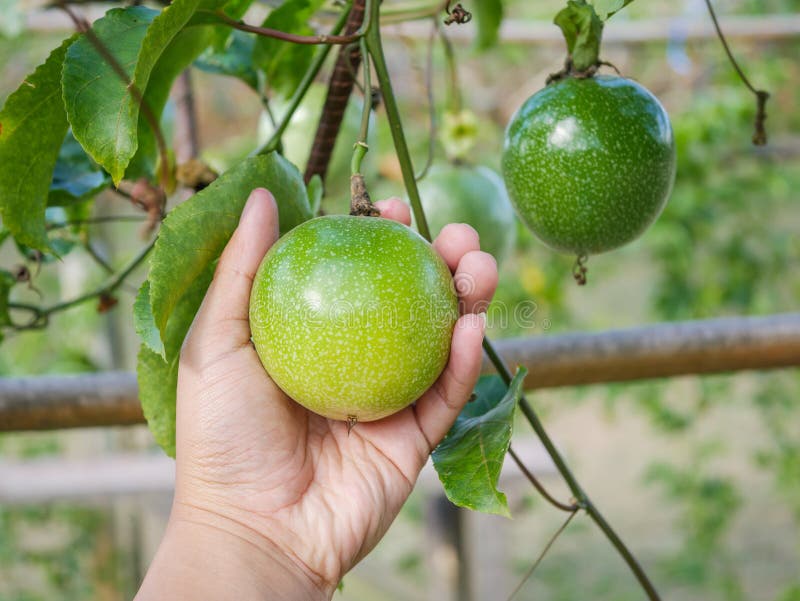 Passion fruit on tree stock image. Image of diet, healthy - 106003949