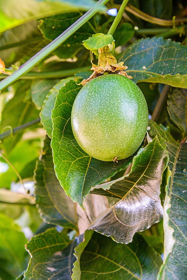 Fresh Passion Fruit in a Basket Picking with Hand Stock Photo - Image ...