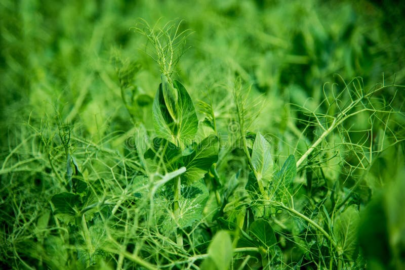Fresh Pea Plants in an Early Spring Garden Stock Image - Image of food ...