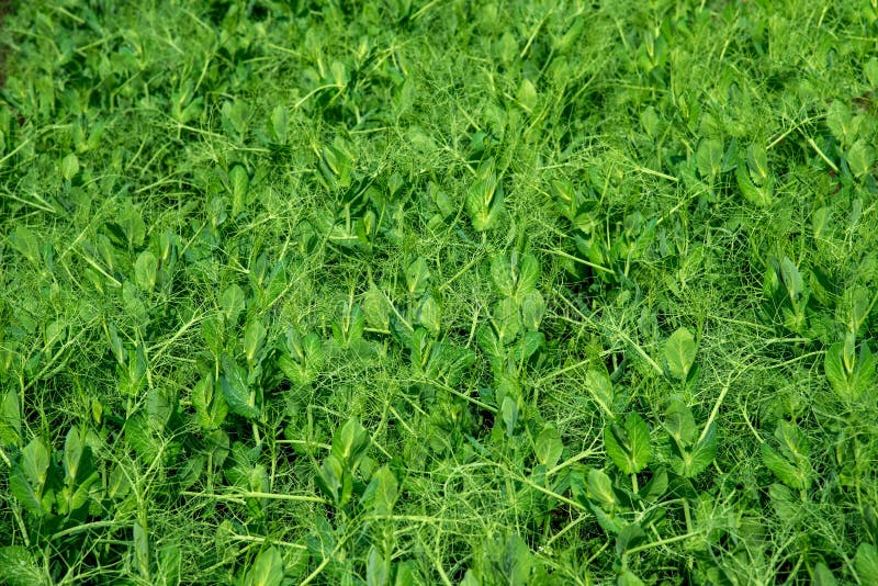 Fresh Pea Plants in an Early Spring Garden Stock Photo - Image of ...
