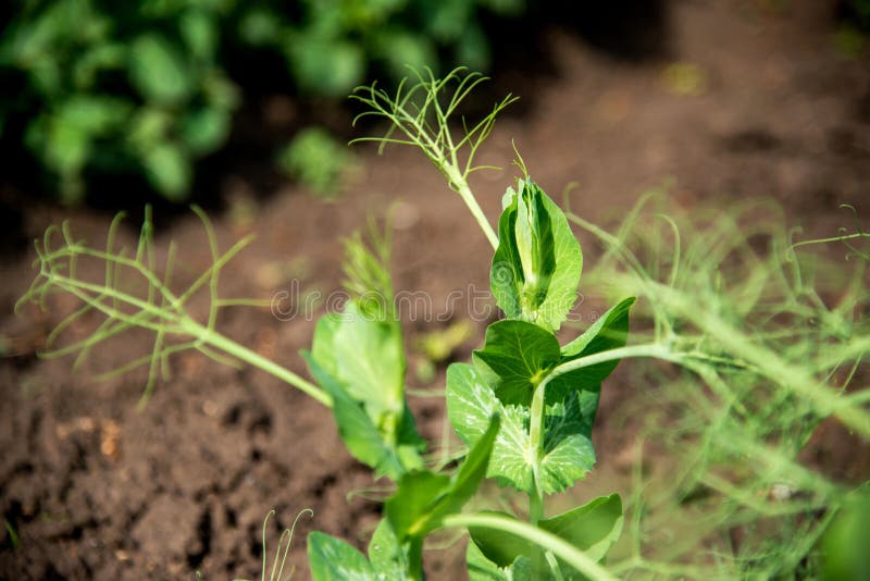 Fresh Pea Plants in an Early Spring Garden Stock Image - Image of ...