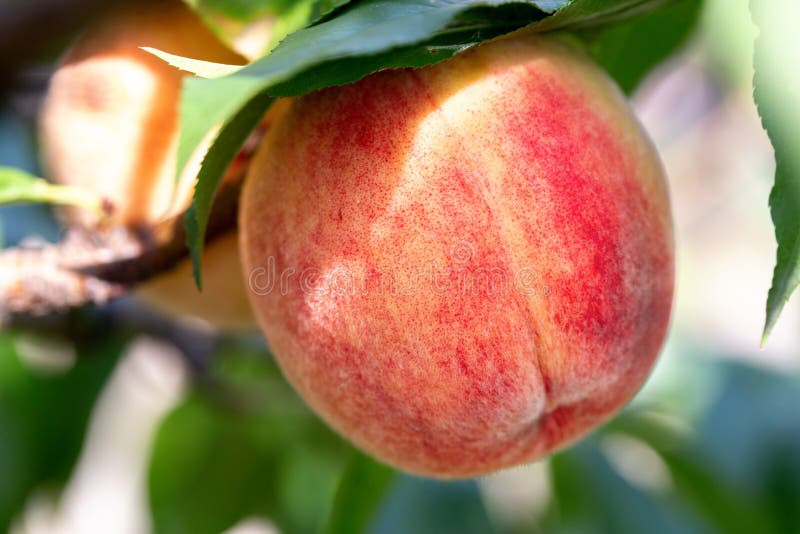 Fresh peach tree stock image. Image of fresh, color - 153039527