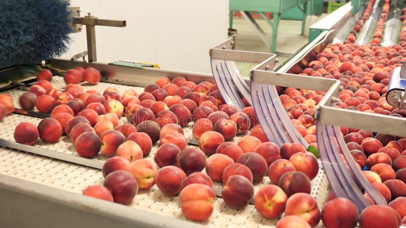 Fresh Peaches Running on Conveyor Stock Video - Video of factory ...