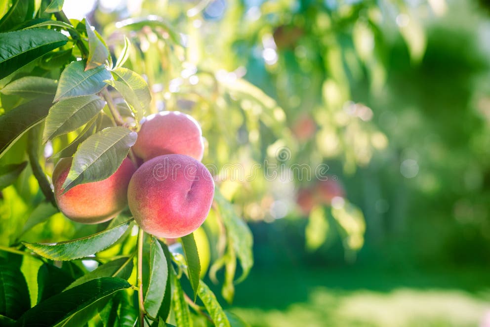 Fresh Peaches on a Tree in Summer Stock Image - Image of sunshine ...