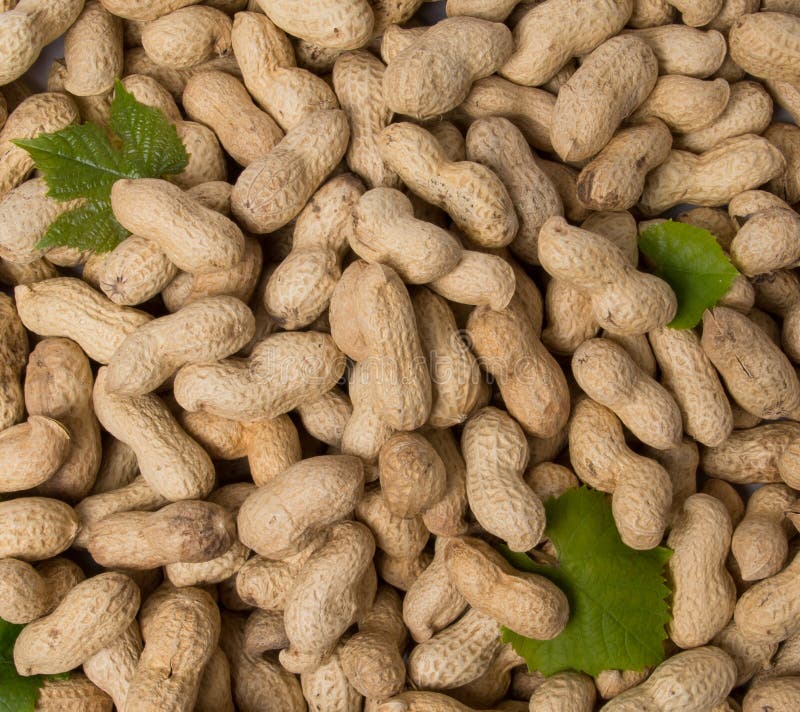 Fresh peanuts stock image. Image of natural, peanuts - 59592895