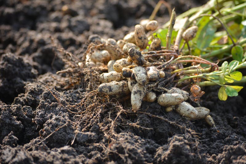 Fresh Peanuts Plants with Roots. Stock Photo - Image of nature, farm ...