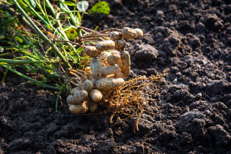 Fresh Peanuts Plants with Roots. Stock Photo - Image of cultivate ...