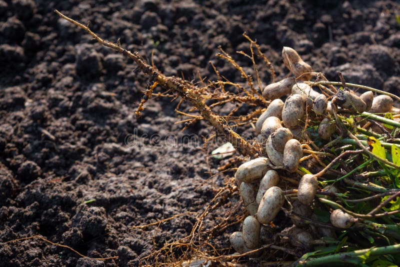 Fresh Peanuts Plants with Roots. Stock Image - Image of dirt, health ...