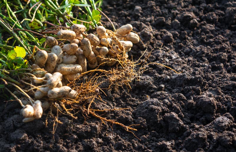 Fresh Peanuts Plants with Roots. Stock Photo - Image of ground, dirty ...