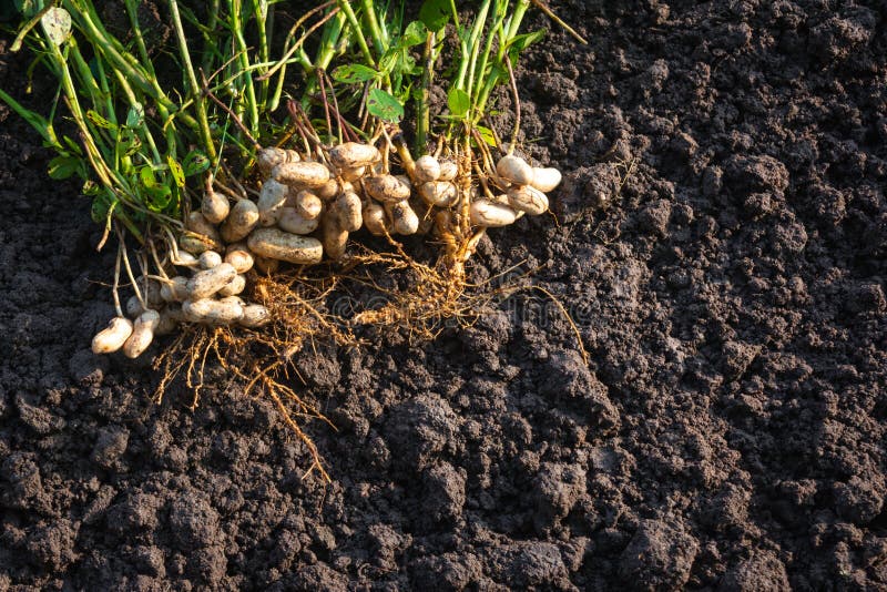 Fresh Peanuts Plants with Roots. Stock Image - Image of bunch, garden ...