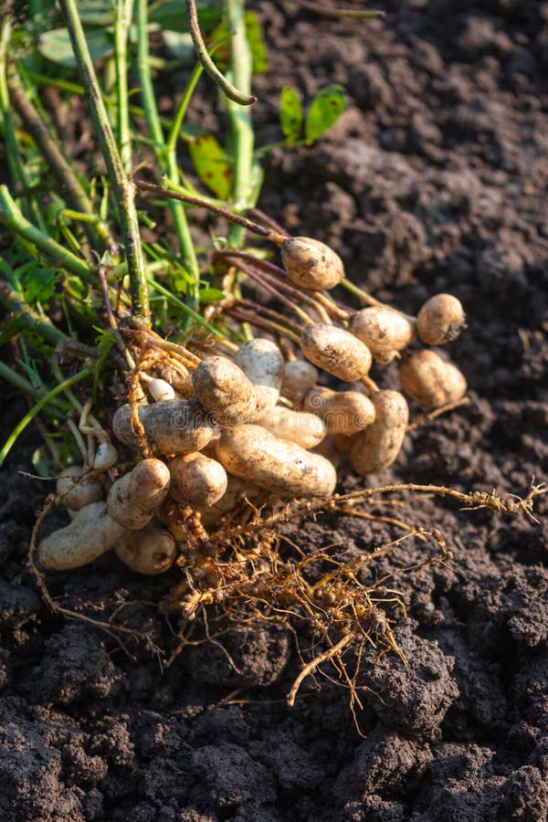Fresh Peanuts Plants with Roots. Stock Photo - Image of foliage, earth ...