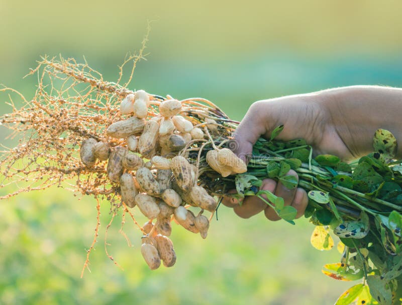 Fresh peanuts stock image. Image of detail, roots, grow - 68688365