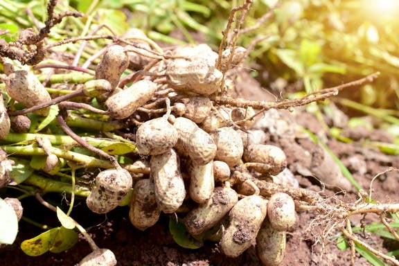 Peanuts plants stock photo. Image of vitamin, texture - 251923284
