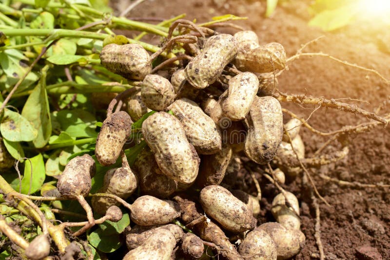 Peanuts plants stock photo. Image of seed, crop, agriculture - 251923728