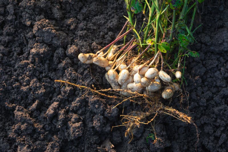 Fresh Peanuts Plants with Roots. Stock Image - Image of closeup, dirt ...