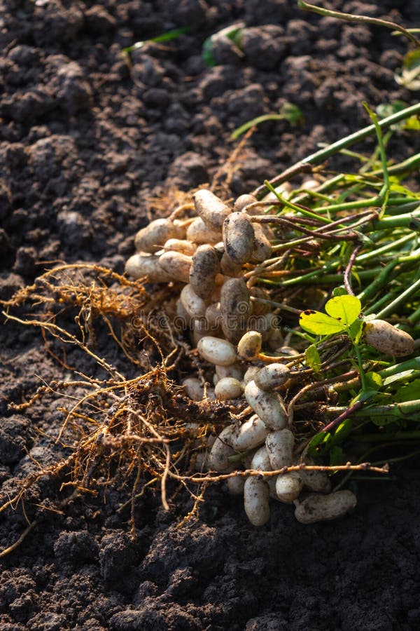 Fresh Peanuts Plants with Roots. Stock Photo - Image of leaves, health ...