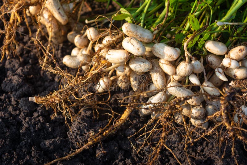 Fresh Peanuts Plants with Roots. Stock Photo - Image of green ...