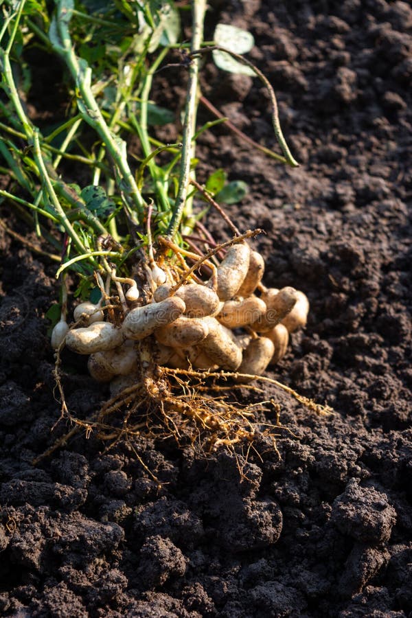 Fresh Peanuts Plants with Roots. Stock Photo - Image of nature, harvest ...