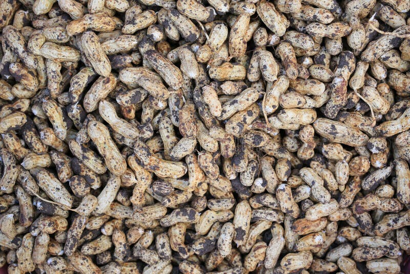 Fresh Raw Peanuts in the Shell Sold at Market Stock Image - Image of ...