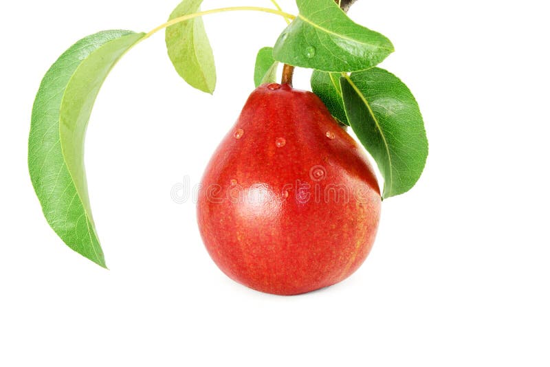 Fresh Pear Fruit with Leaves Stock Image - Image of meal, garden: 57913587