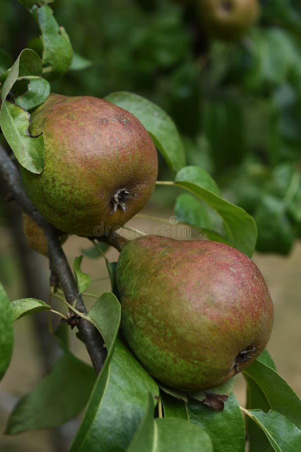 Fresh Pears Growing on a Pear Tree in the Summer Stock Photo - Image of ...
