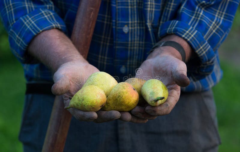 Pears at the Farmer`s Market Stock Image - Image of food, farmers ...