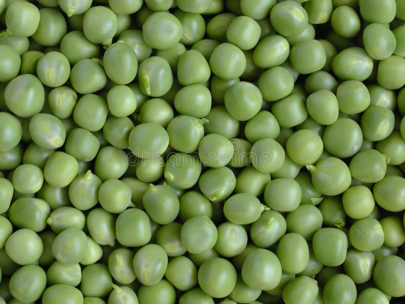 Fresh Peas stock photo. Image of fruit, green, place - 107957388