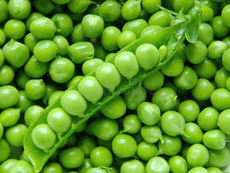 Fresh peas stock image. Image of food, crop, fresh, grains - 20097181