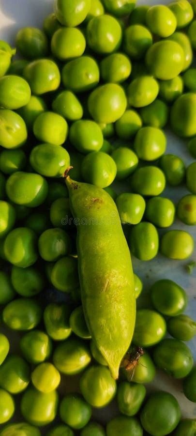 Fresh Peas and Pea Pod in Winter Season Stock Photo - Image of sunlight ...
