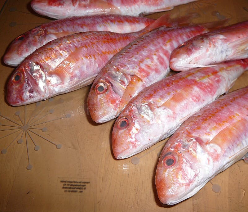 Pink fish anthias stock image. Image of flat, landscape - 60564951