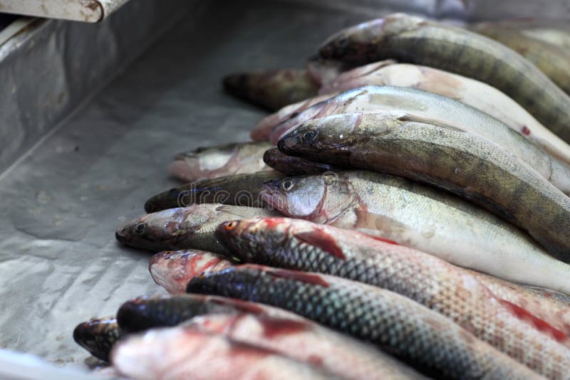 Fresh pelengas fish stock image. Image of head, fish - 47252481