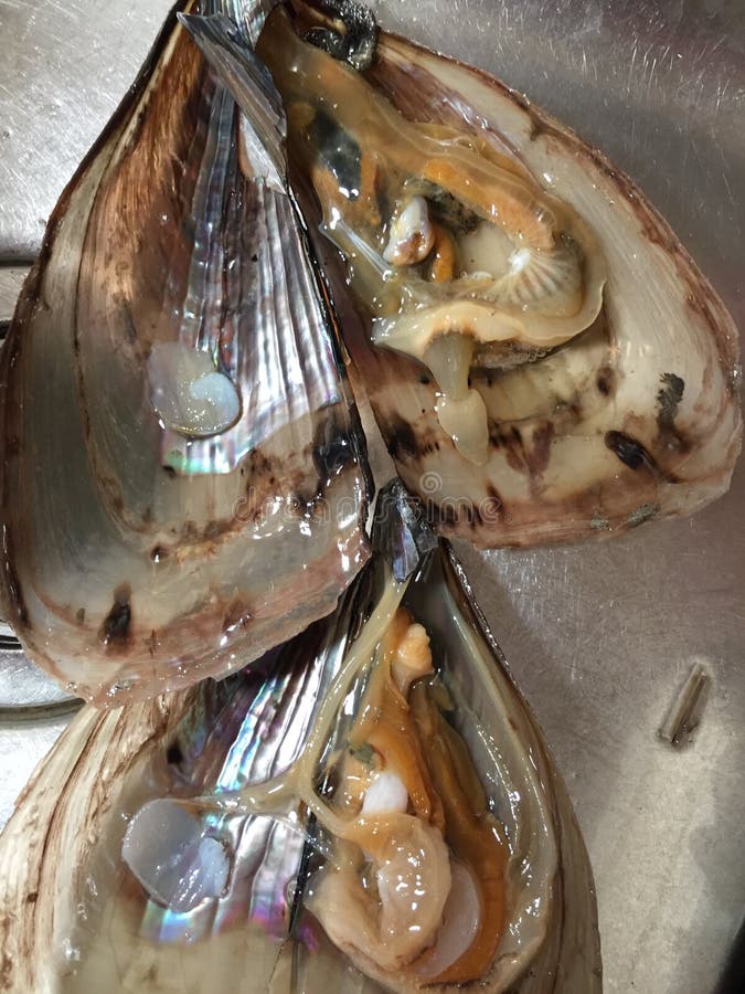 Pen shell scallops stock image. Image of fish, shellfish - 213397165