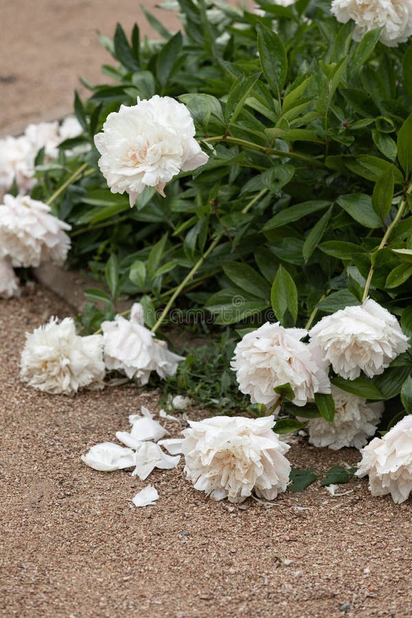 Fresh Peonies in the Garden. Stock Photo - Image of peony, bloom: 221947524