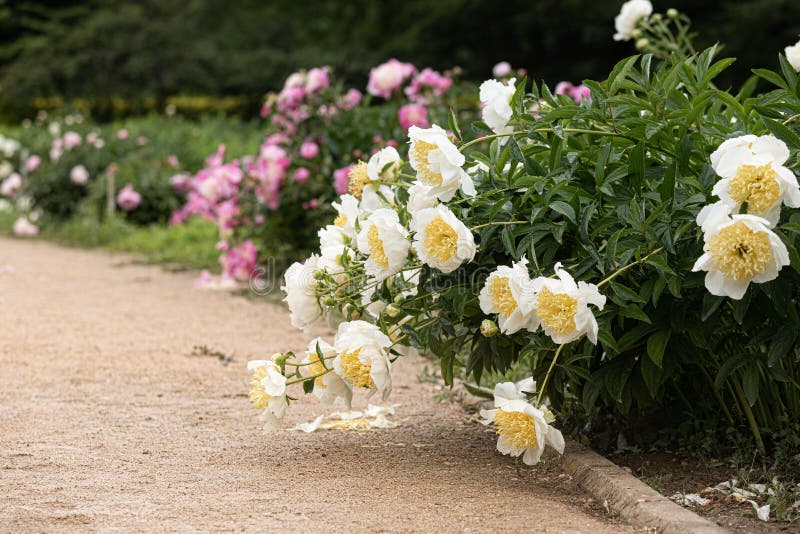 Fresh Peonies in the Garden. Stock Photo - Image of aesthetics, flower ...