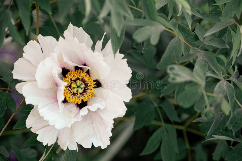 Fresh Peonies in the Garden. Stock Image - Image of romantic, bloom ...