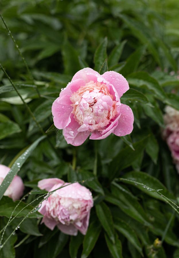 Fresh Peonies in the Garden. Stock Image - Image of garden, outdoor ...