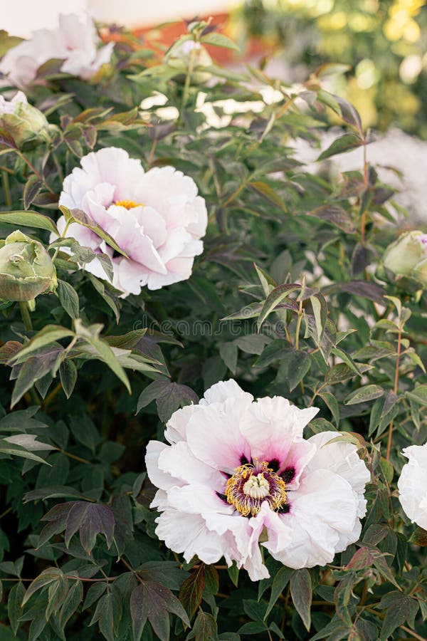 Fresh Peonies in the Garden. Stock Photo - Image of leaf, greenery ...