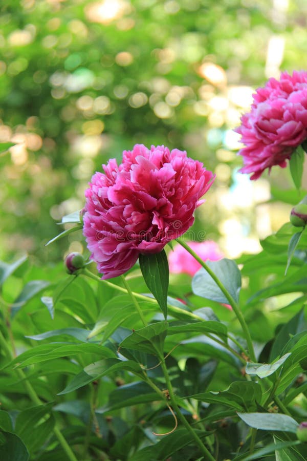 Fresh peonies stock image. Image of blossom, bunch, flower - 44218985