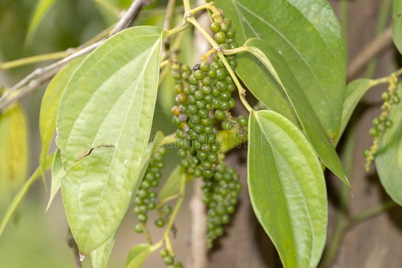 Fresh pepper on tree stock image. Image of plantation - 147796747