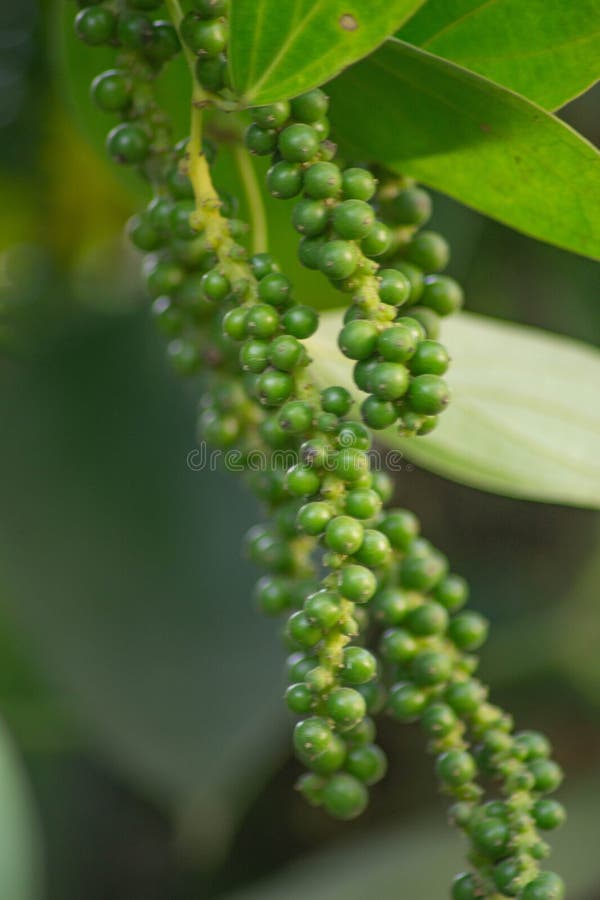 Fresh Peppercorn on the Pepper Tree Stock Photo - Image of growth ...