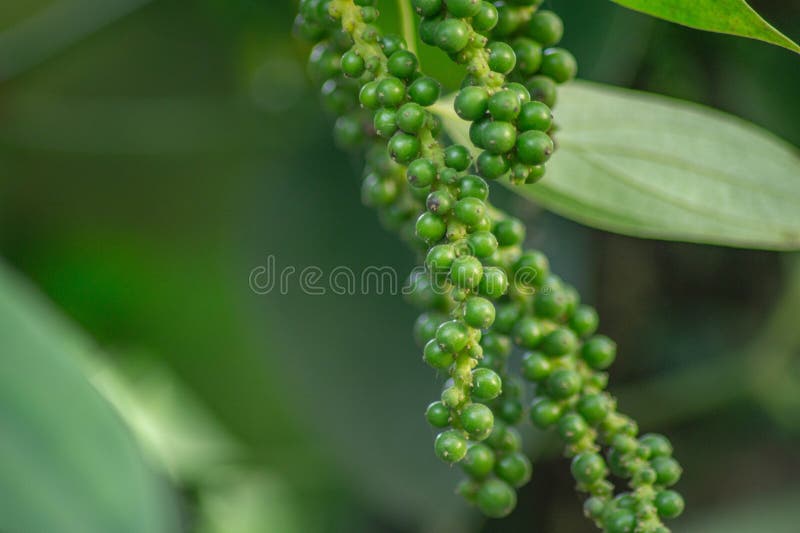 Fresh Peppercorn on the Pepper Tree Stock Image - Image of agriculture ...