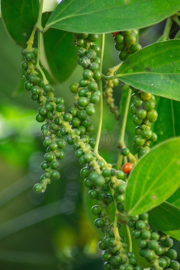 Fresh Peppercorn on the Pepper Tree Stock Image - Image of botany ...