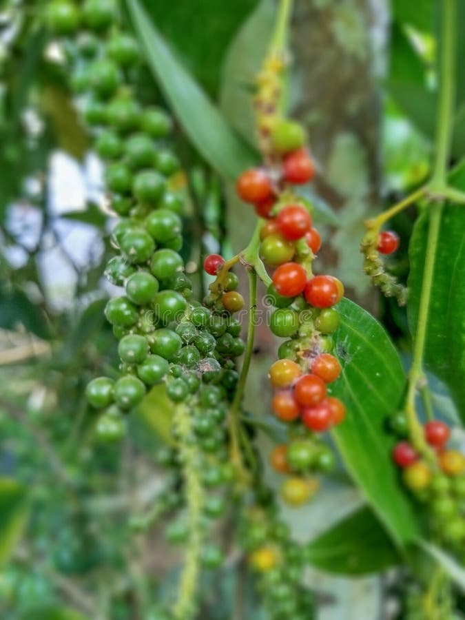 Fresh Peppercorn on the Pepper Tree (Piper Nigrum) Stock Image - Image ...