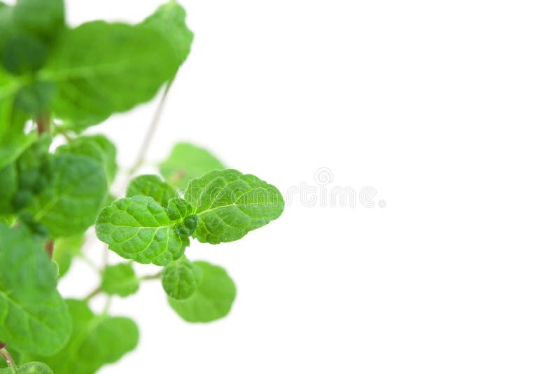 Peppermint branch stock photo. Image of green, bright - 10257976