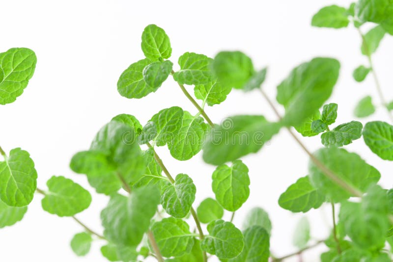Fresh Peppermint Branches with Leaves Isolated White Background Macro ...