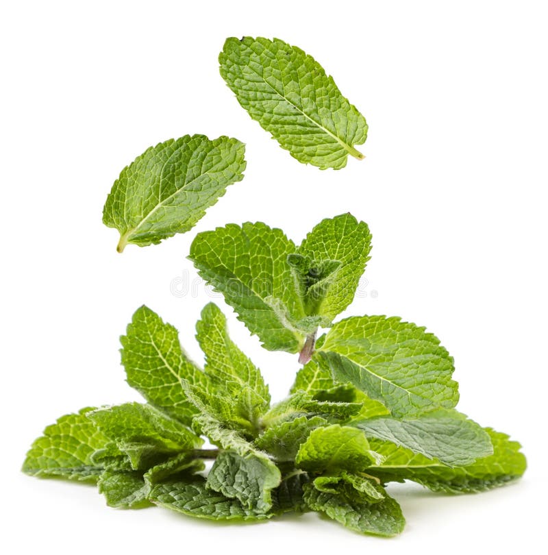 Fresh Peppermint Drops on a Heap on a White Background. Isolated Stock ...