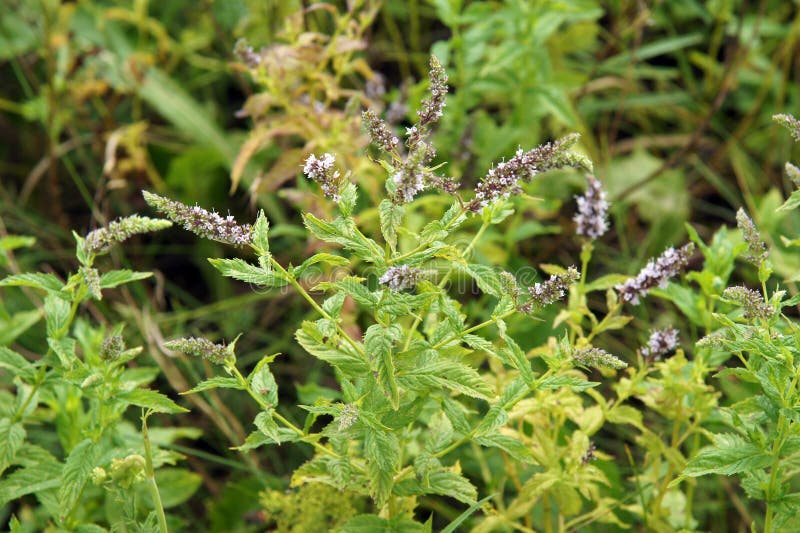 Fresh Peppermint flowers stock image. Image of mint - 101803103